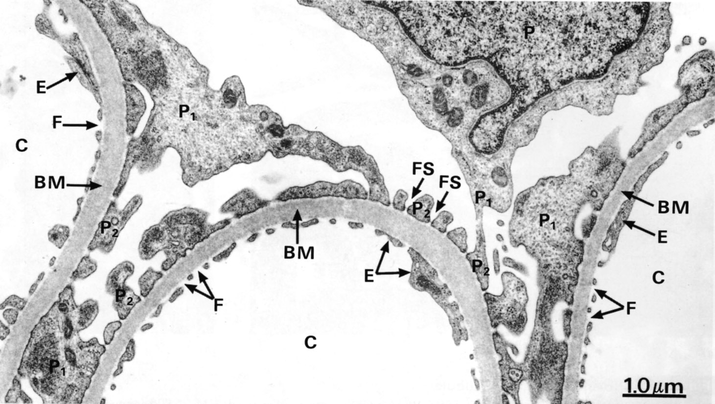 Fenestrated Capillary Histology