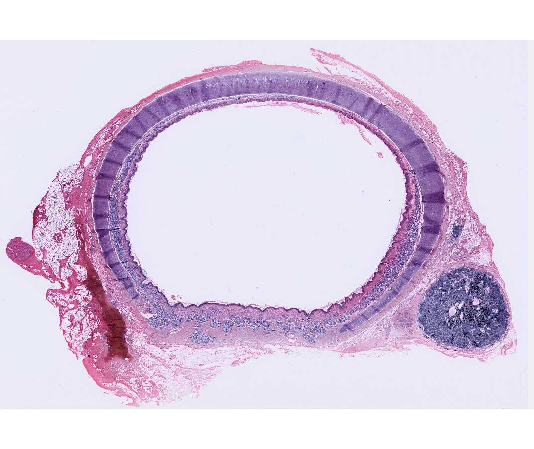 Elastic Cartilage Histology Ear