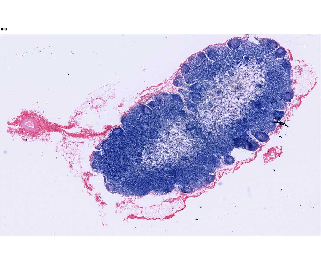 Histology Laboratory Manual