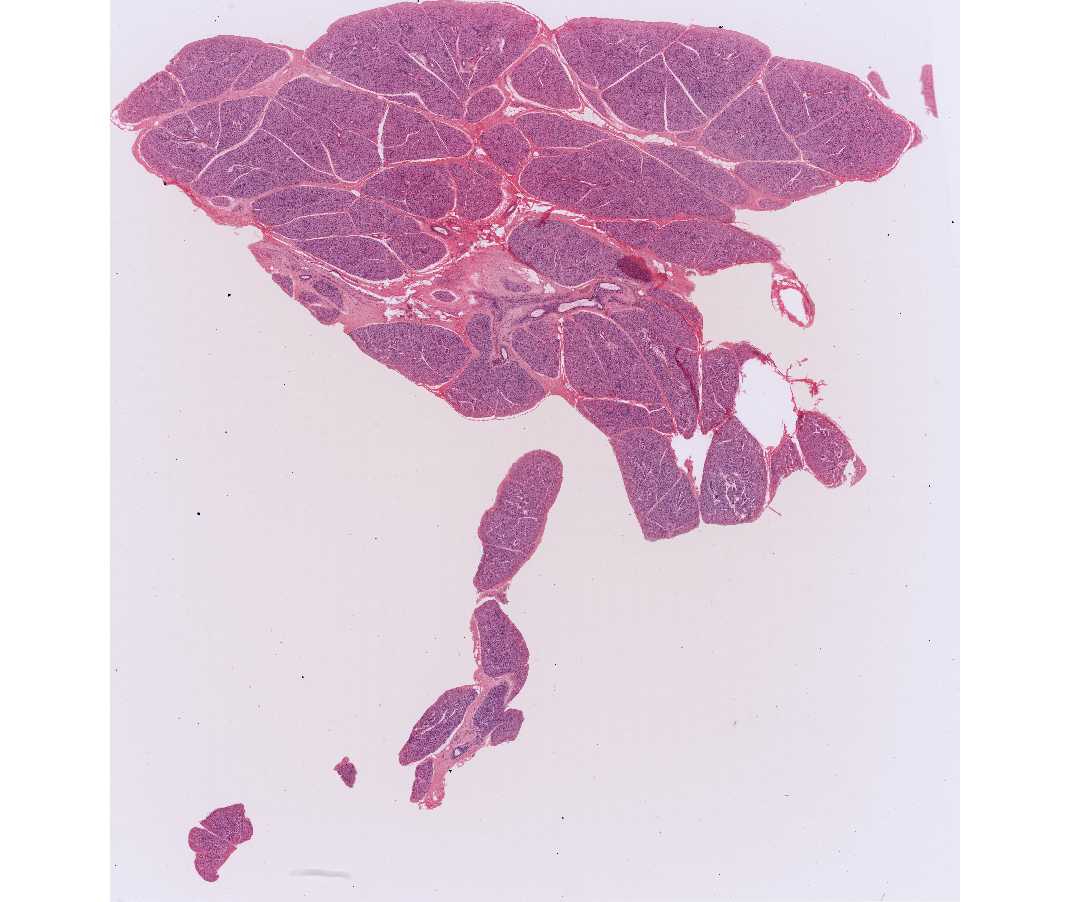 Histology Laboratory Manual
