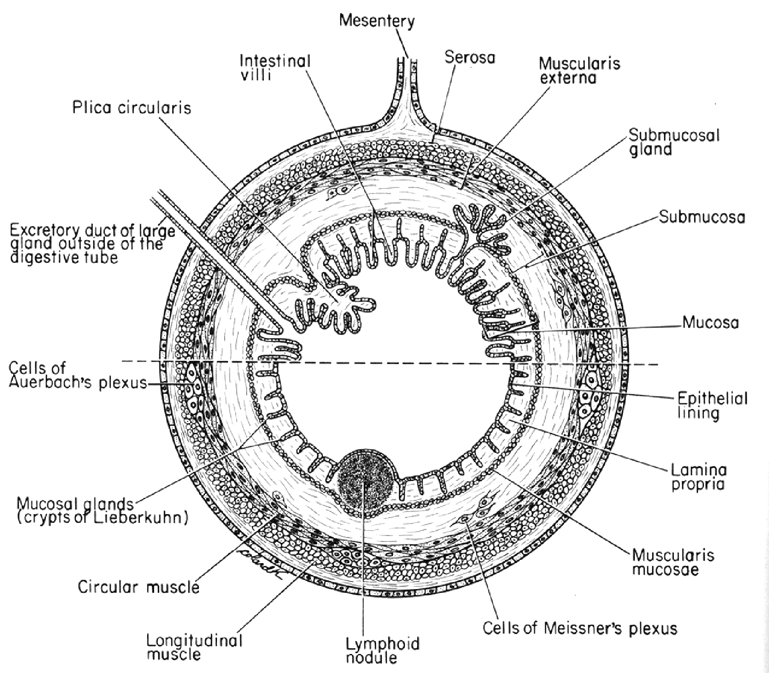 Diagram Showing the Gastrointestinal System