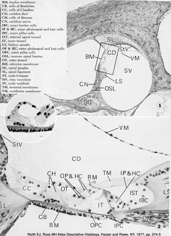 Diagram Showing the Cells of the Ear