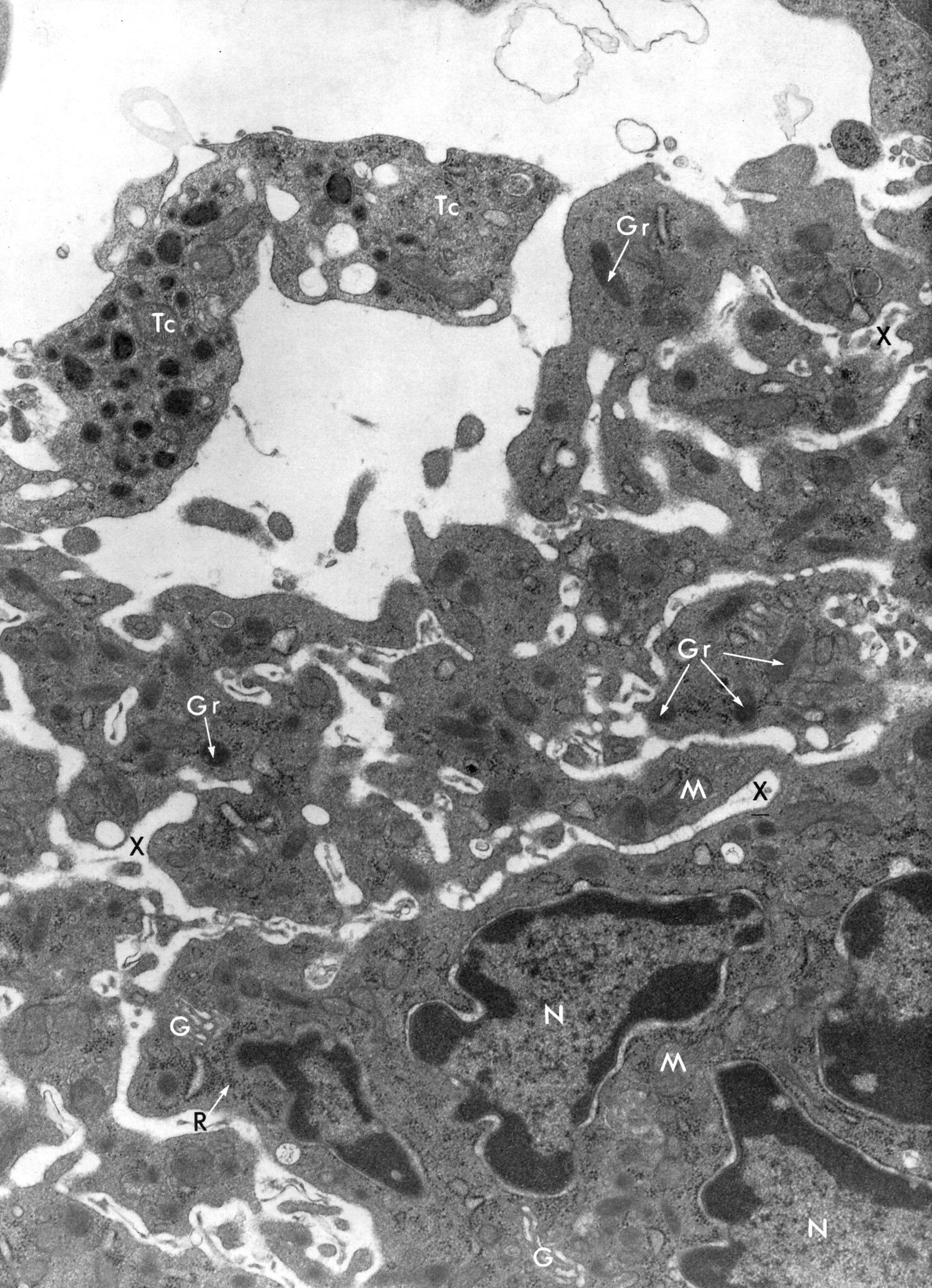 Histology Laboratory Manual