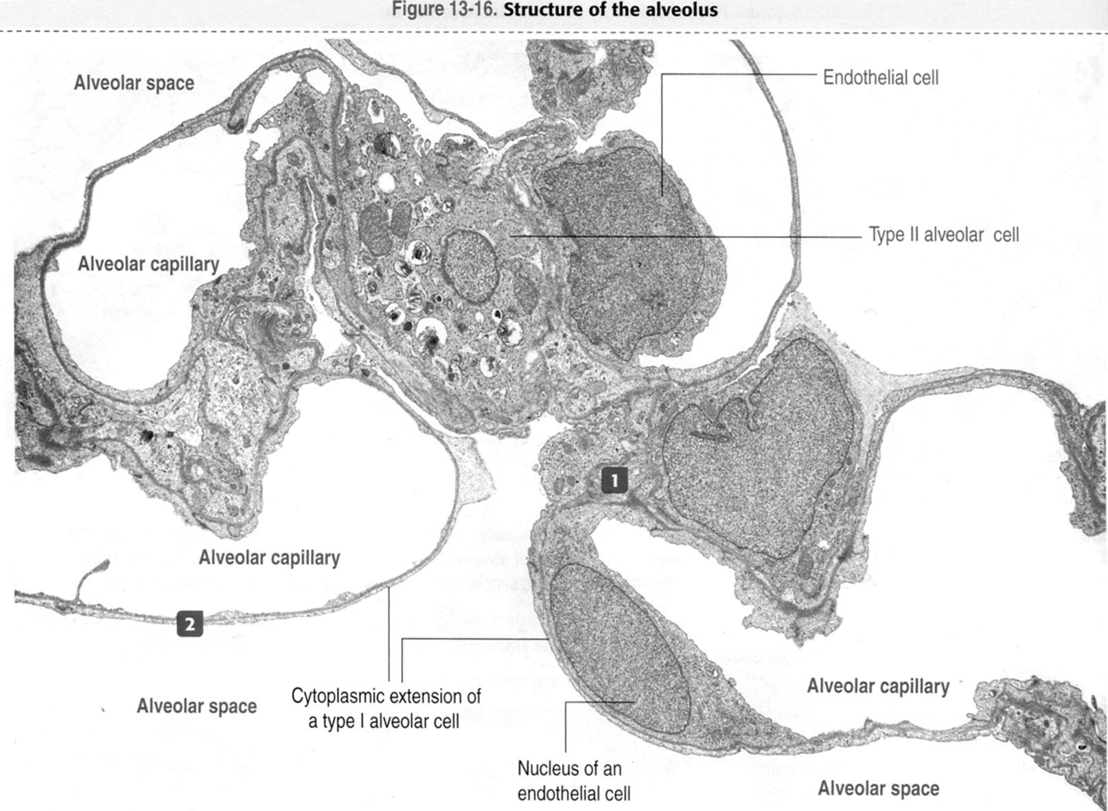 Histology Laboratory Manual