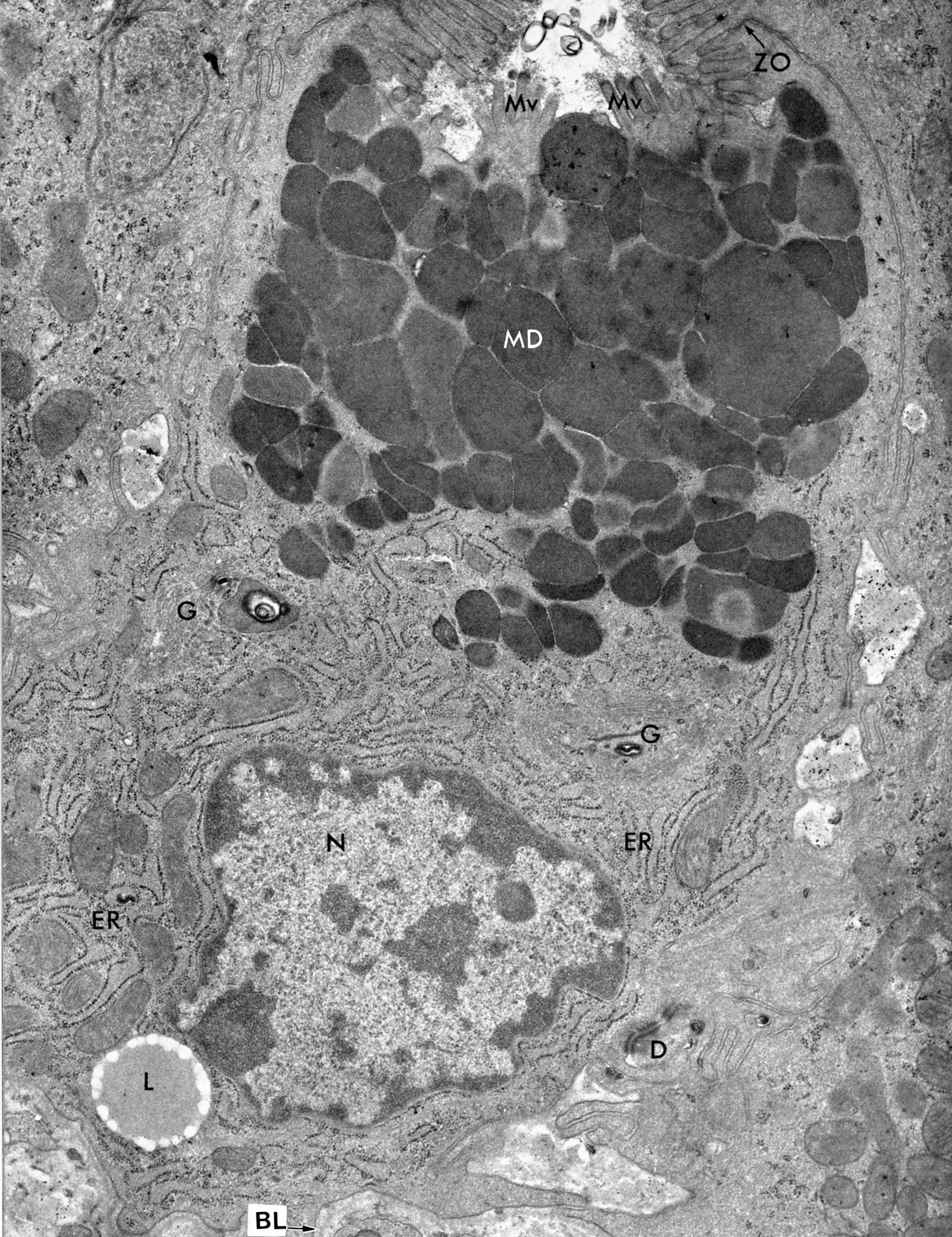 Histology Laboratory Manual