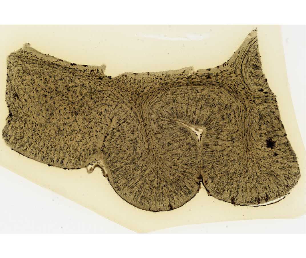 Histology Laboratory Manual