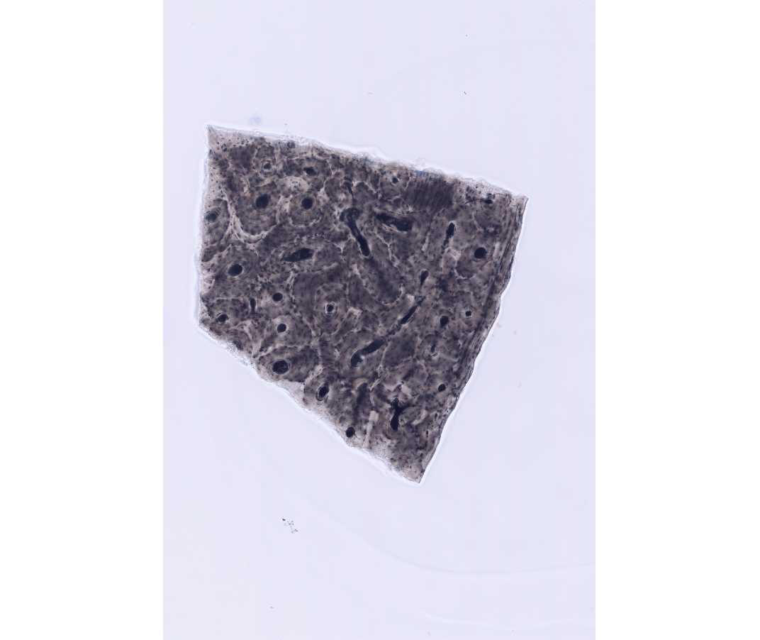 Histology Laboratory Manual