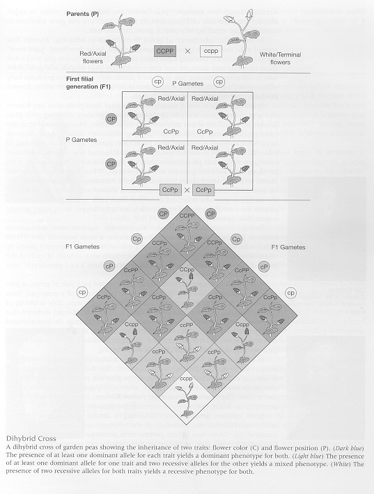 Nucleotides, nucleic acids and the genetic material