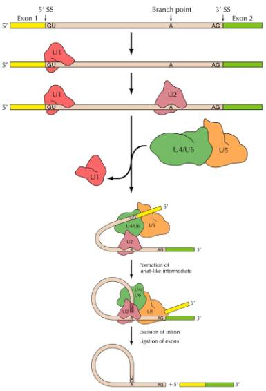 Lecture 6 - mRNA Splicing and Protein Synthesis