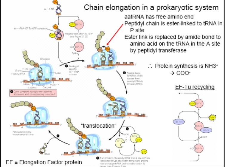Lecture 6 - mRNA Splicing and Protein Synthesis