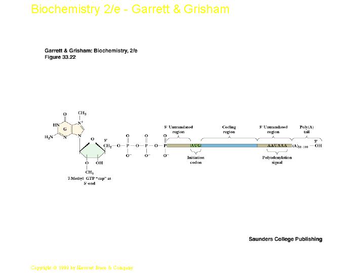 Lecture 6 - mRNA Splicing and Protein Synthesis