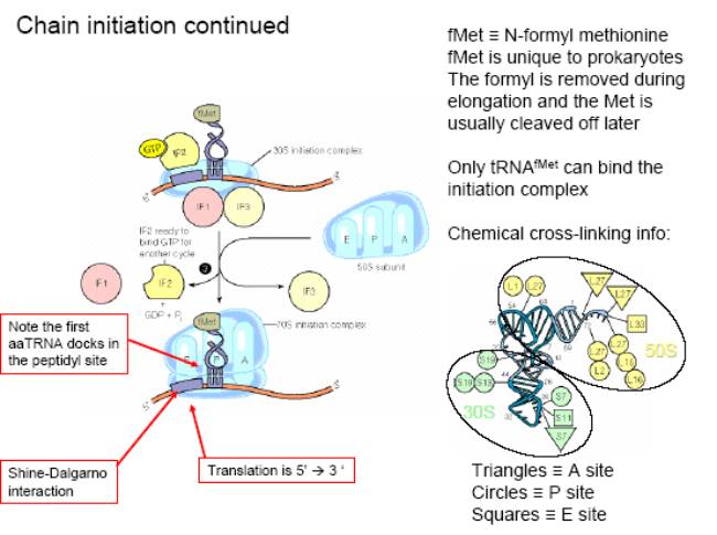 Lecture 6 - mRNA Splicing and Protein Synthesis