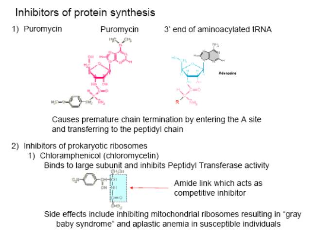 Lecture 6 - mRNA Splicing and Protein Synthesis