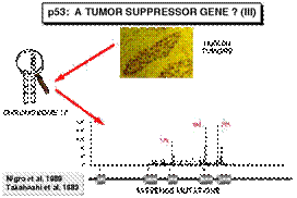 Lecture #10. The biology of Cancer, p53