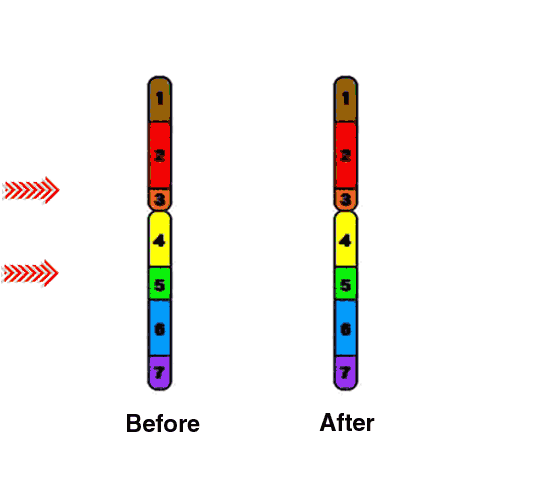 Common Exchange-Type Chromosome Aberrations