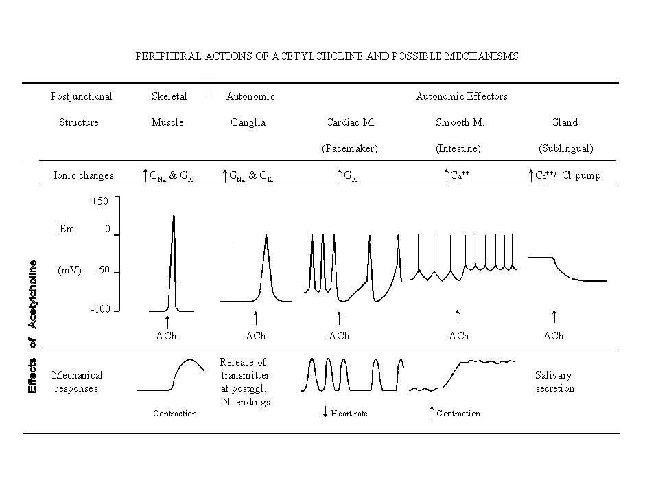 (3) Specificity of cholinergic receptors