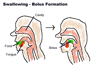 Digestive System